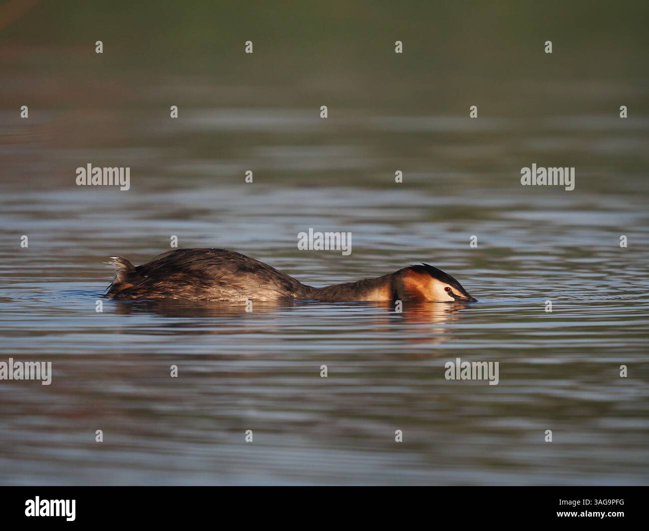 The great crested grebes on the local waters are less intense in their ...