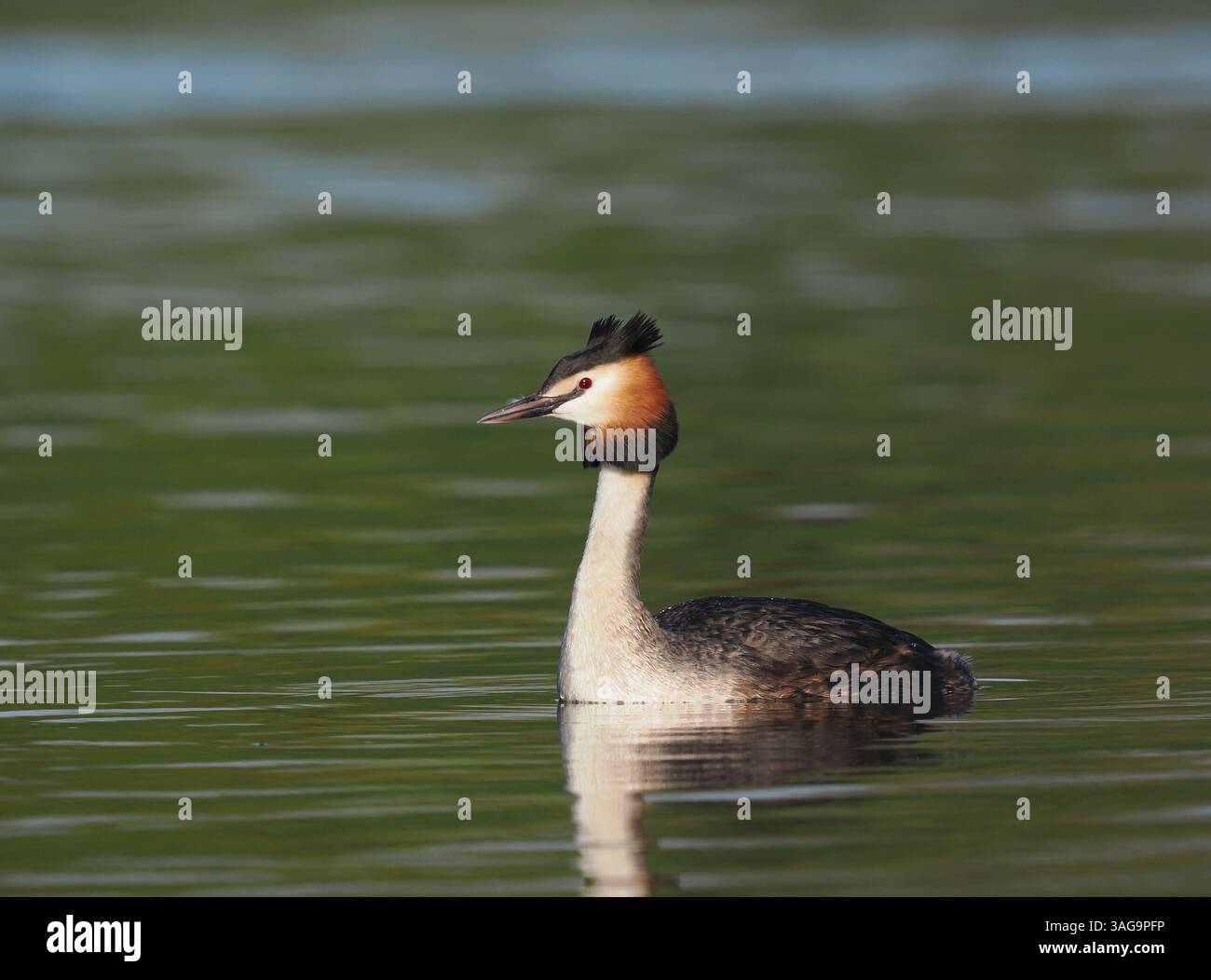 The great crested grebes on the local waters are less intense in their ...