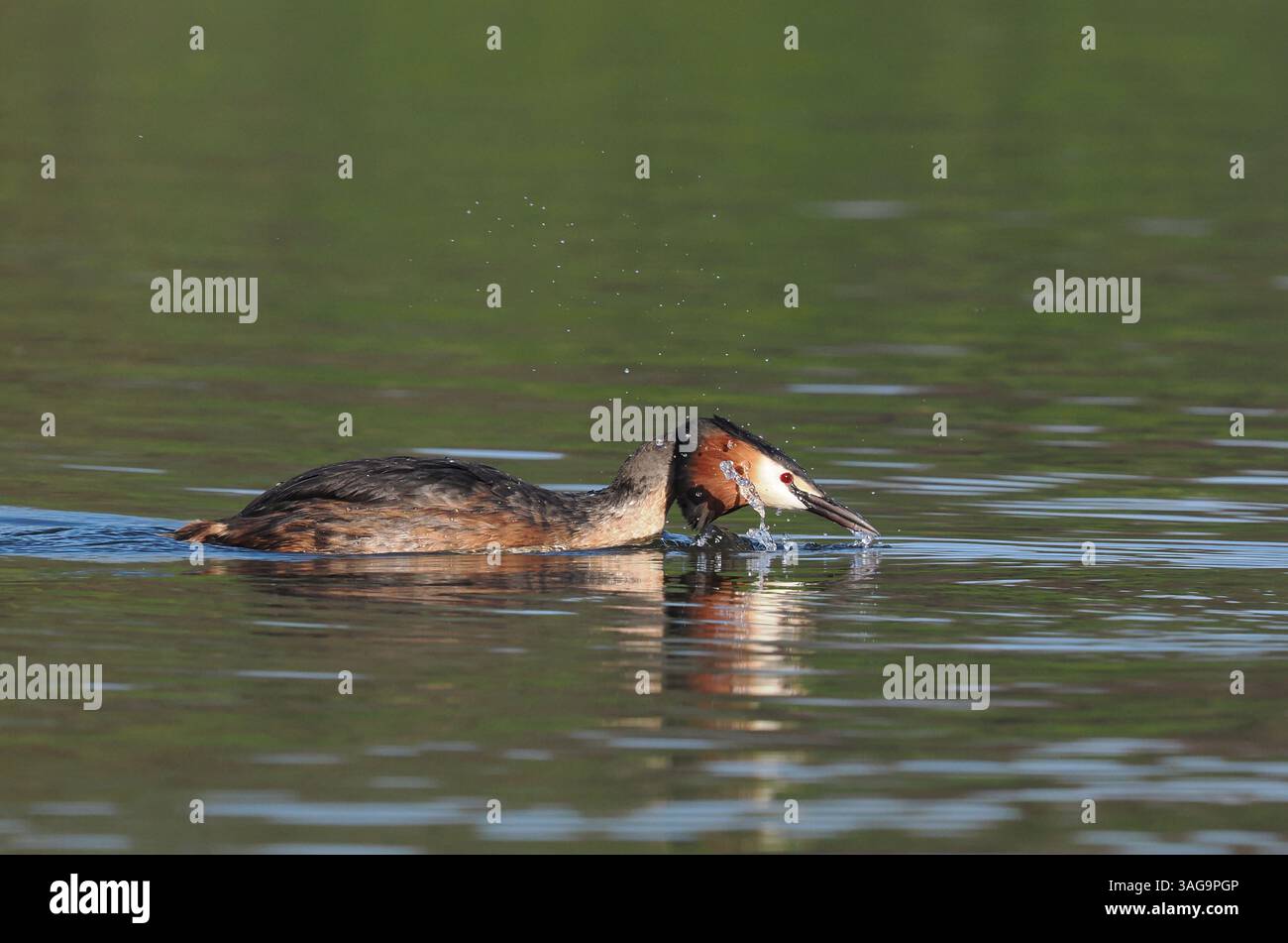 The great crested grebes on the local waters are less intense in their ...