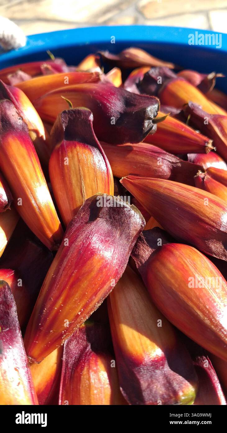 Bucket full of pine nuts, with a reddish color. This seed from the ...
