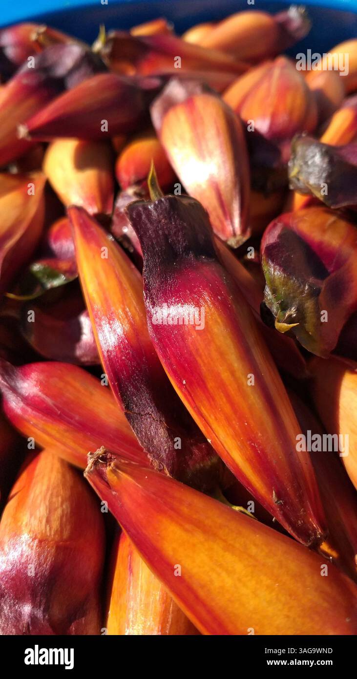 Bucket full of pine nuts, with a reddish color. This seed from the ...