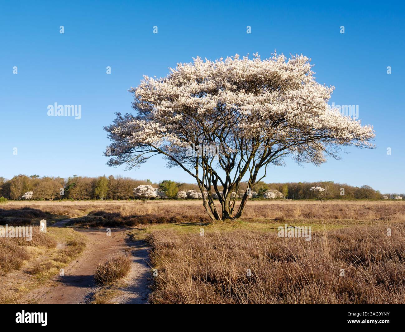 Serviceberry tree, Amelanchier lamarkii, blooming in spring in nature ...