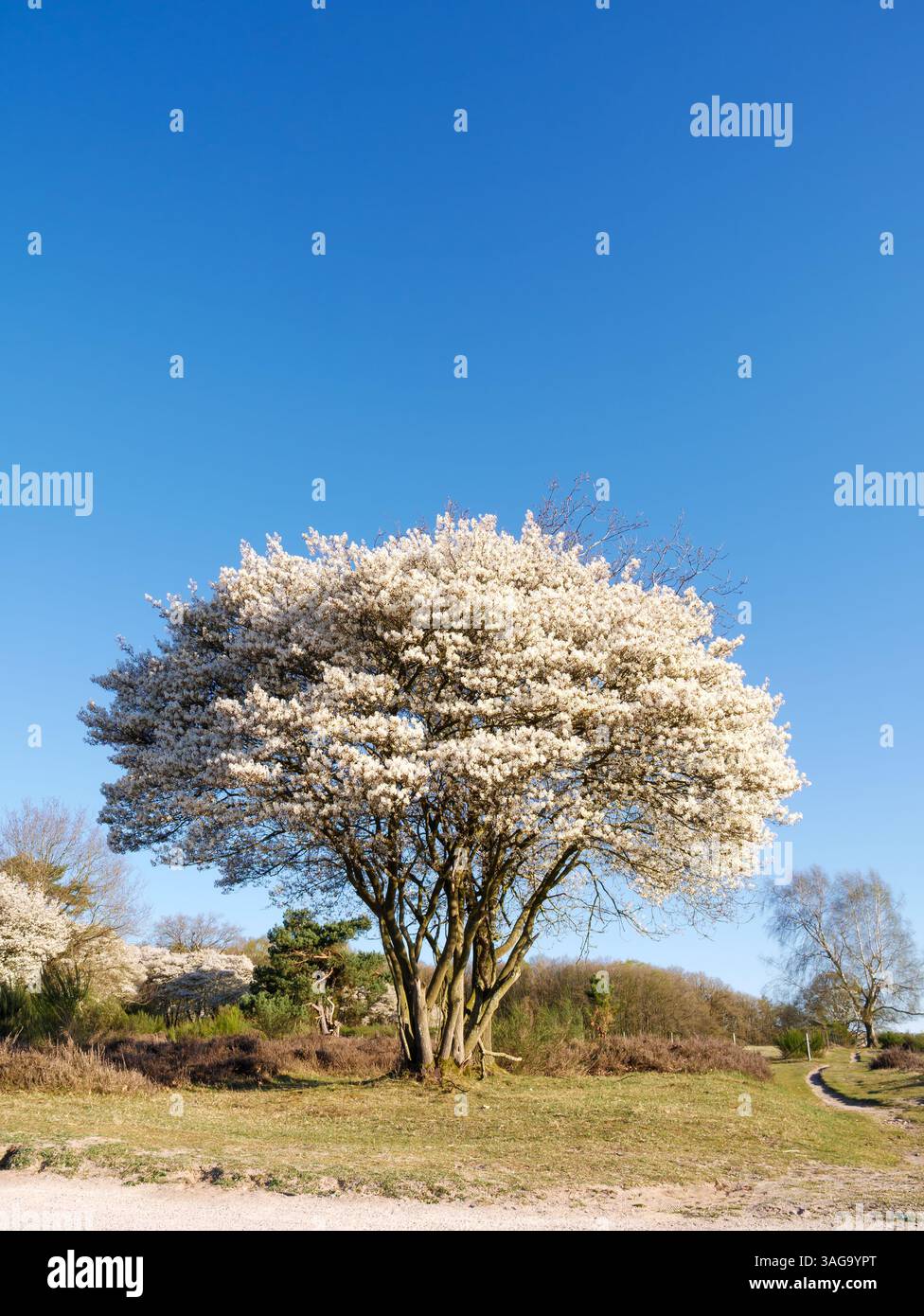 Serviceberry tree, Amelanchier lamarkii, blooming in spring in nature ...
