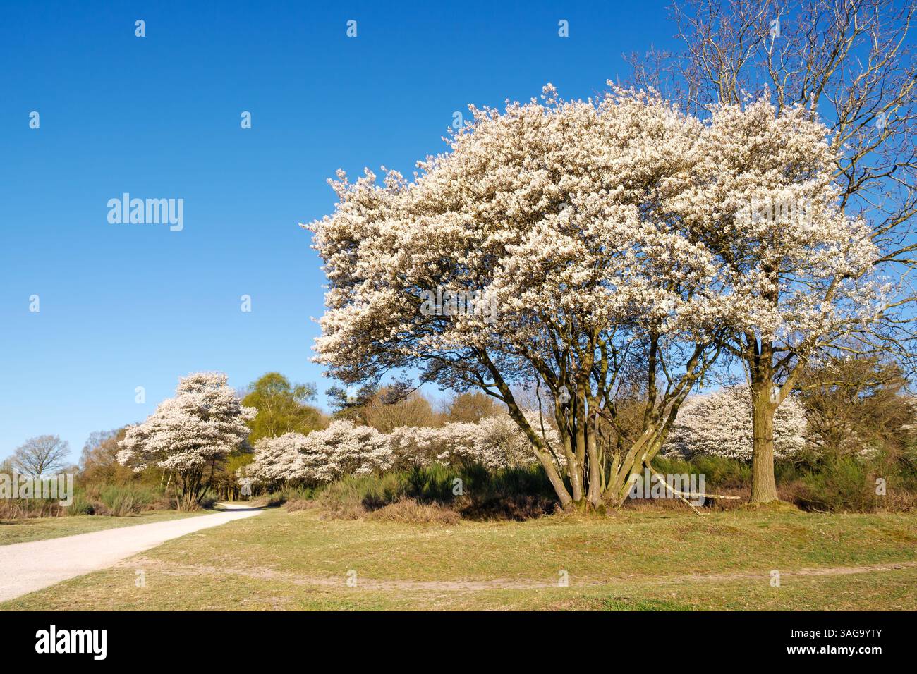 Serviceberry tree, Amelanchier lamarkii, blooming in spring in nature ...