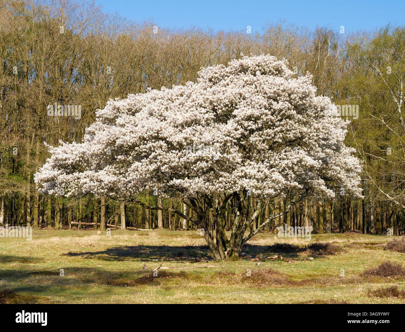 Serviceberry tree, Amelanchier lamarkii, blooming in spring in nature ...