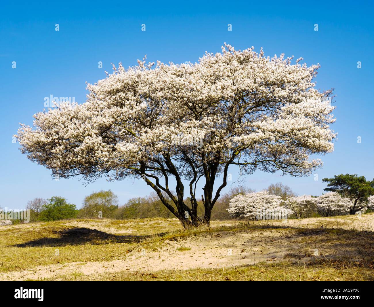 Serviceberry tree, Amelanchier lamarkii, blooming in spring in nature ...