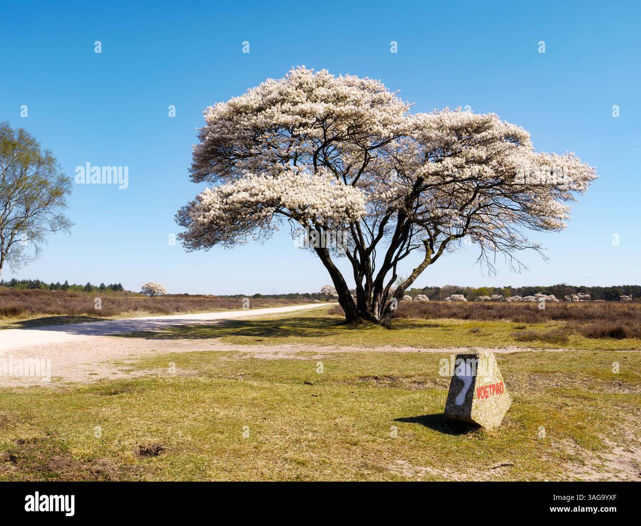 Serviceberry tree hi-res stock photography and images - Alamy