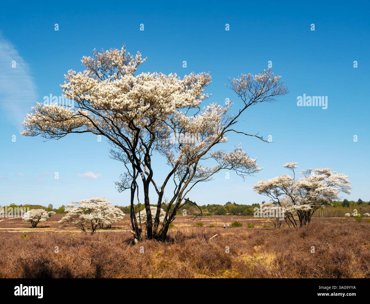 Serviceberry tree, Amelanchier lamarkii, blooming in spring in nature ...