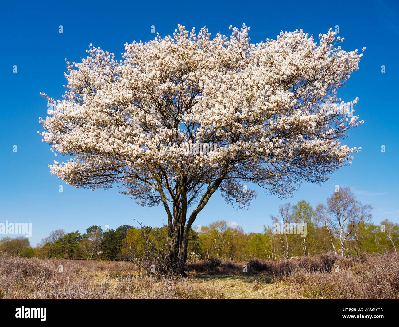 Serviceberry tree, Amelanchier lamarkii, blooming in spring in nature ...
