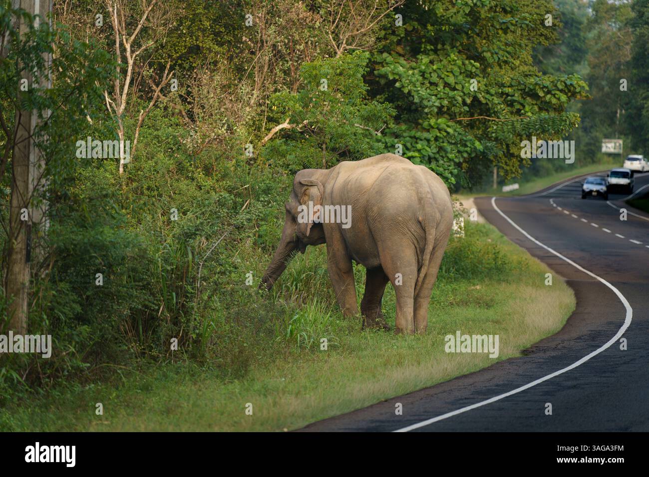 A wild Sri Lankan elephant walks along a rural road, surrounded by lush ...