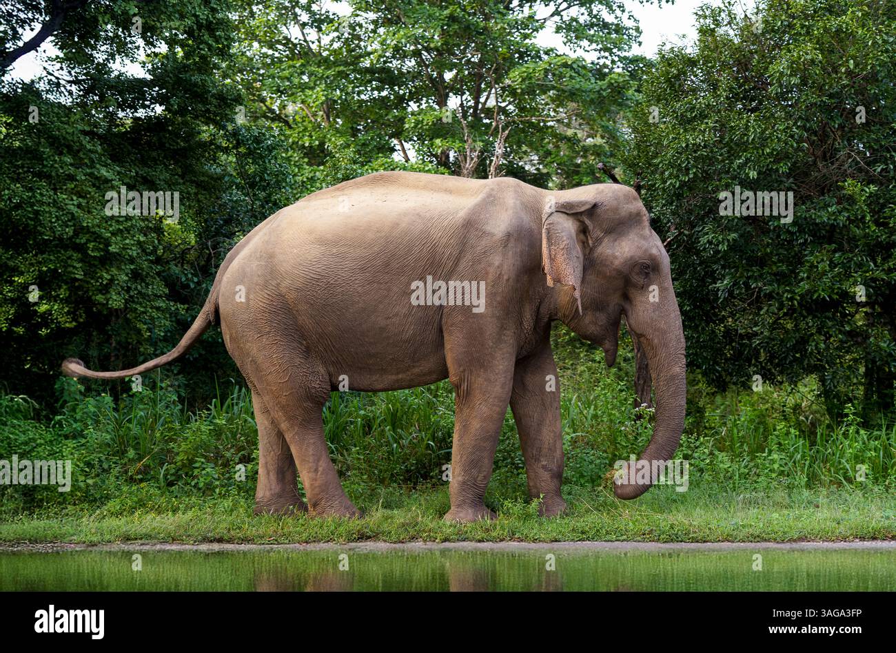 A wild Sri Lankan elephant walks along a rural road, surrounded by lush ...