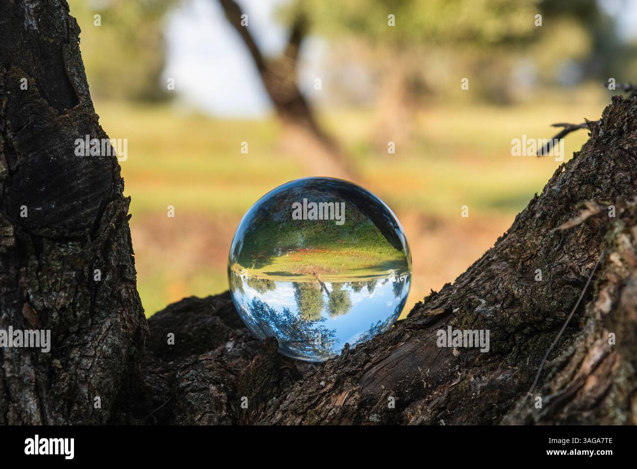 árboles de campo verde hi-res stock photography and images - Alamy