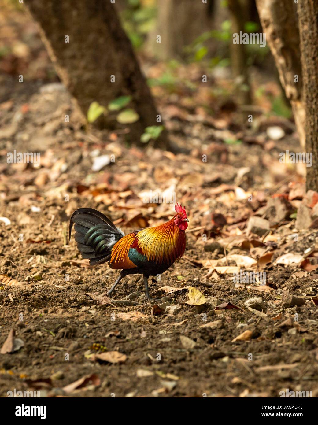 wild male Red junglefowl Gallus gallus bird wild ancestor of domestic ...