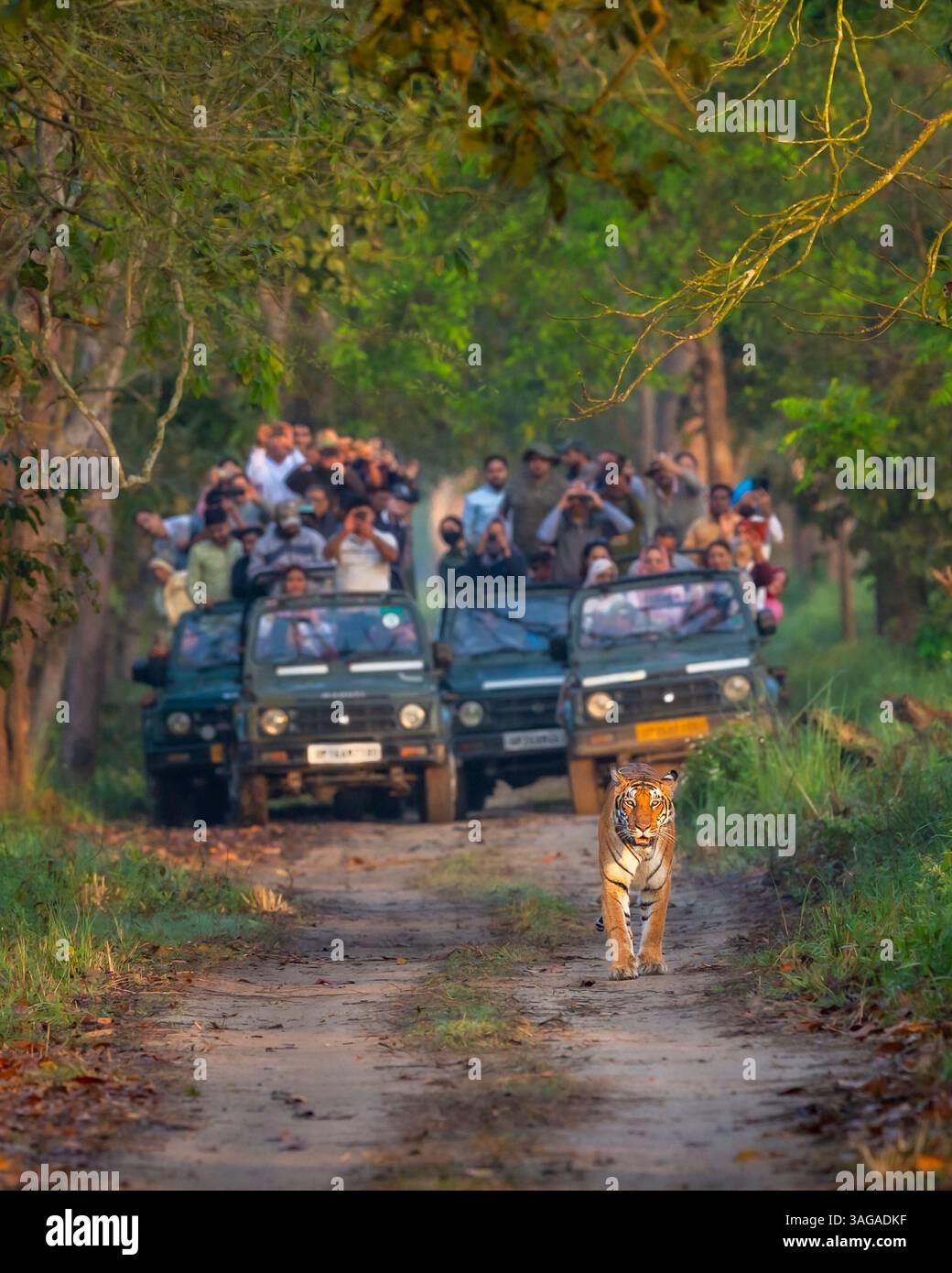 wild female tiger panthera tigris roadblock showstopper on morning ...