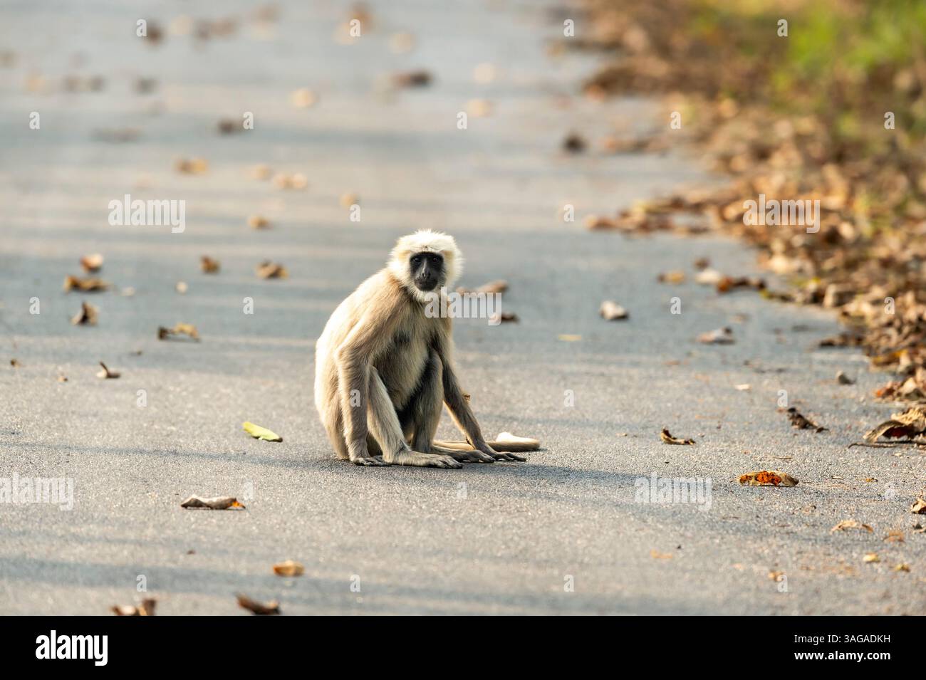 Tarai gray langur Semnopithecus hector Old World monkey closeup ...