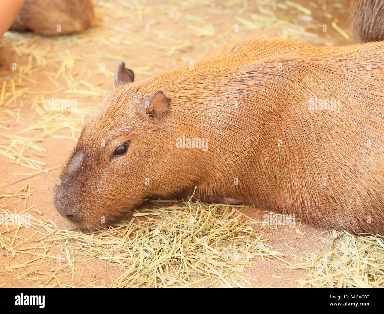Capybara Enjoying a State of Relaxation in Its Natural Habitat While ...