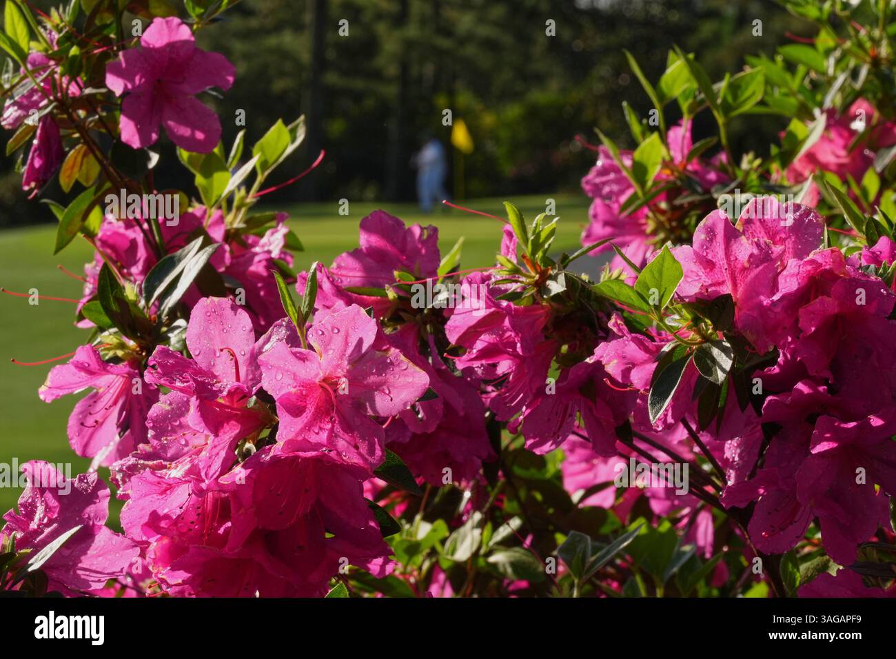 Azaleas frame the 10th green during a practice round at the Masters ...