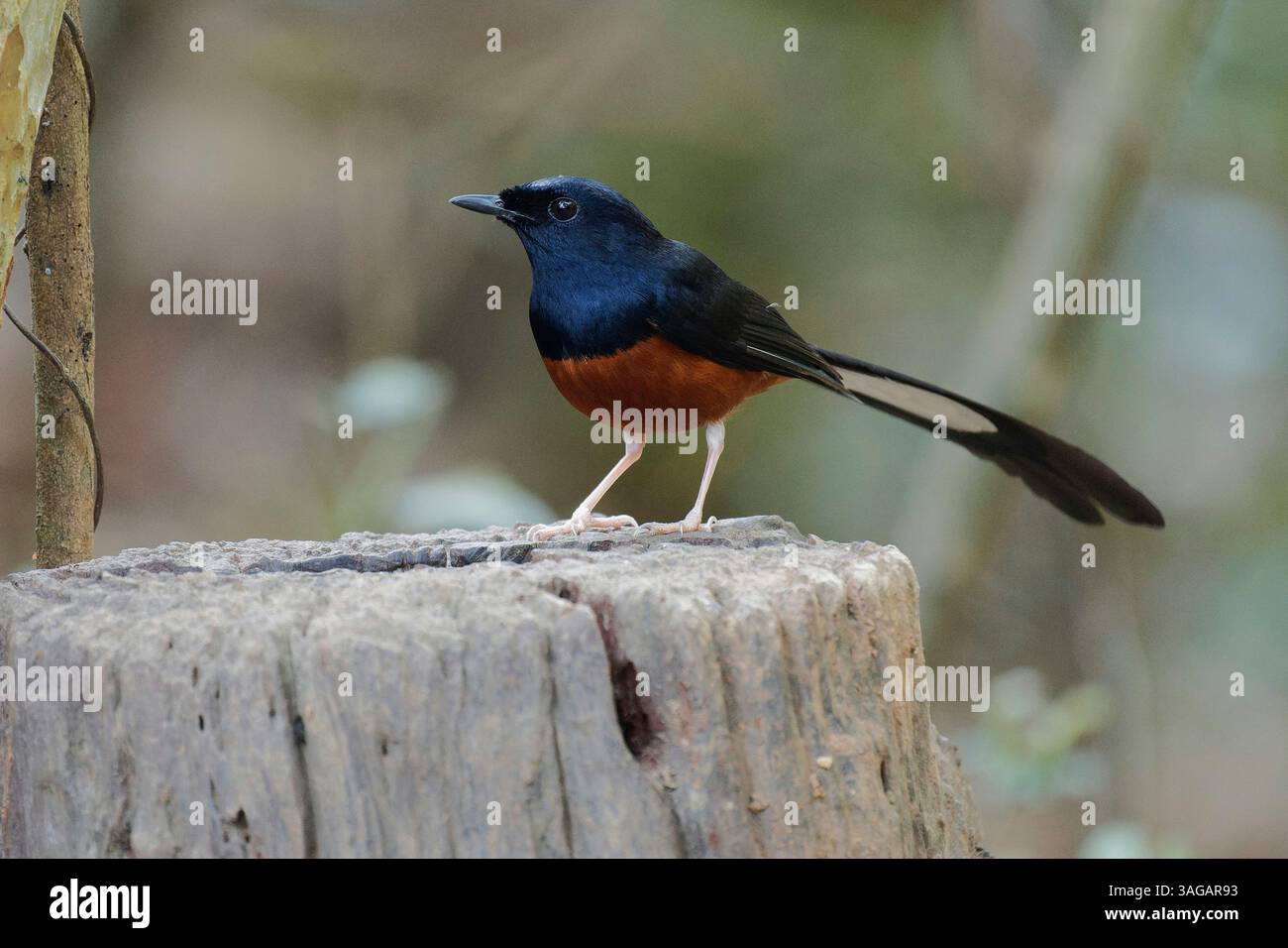 White Rumped Shama Stock Photo - Alamy