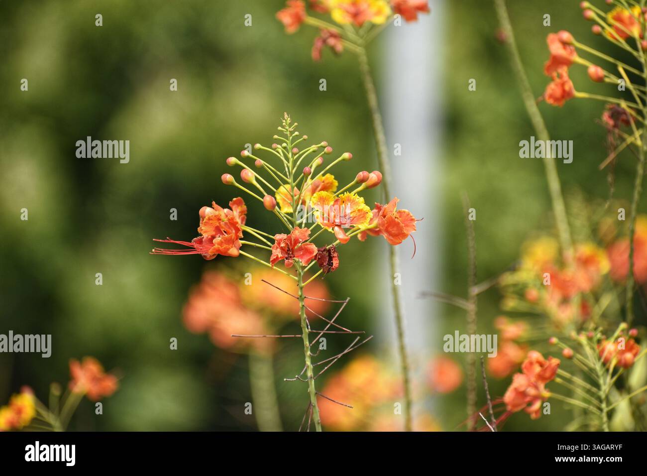 Caesalpinia Pulcherrima Flowers Blooming on Green Leaves Background ...