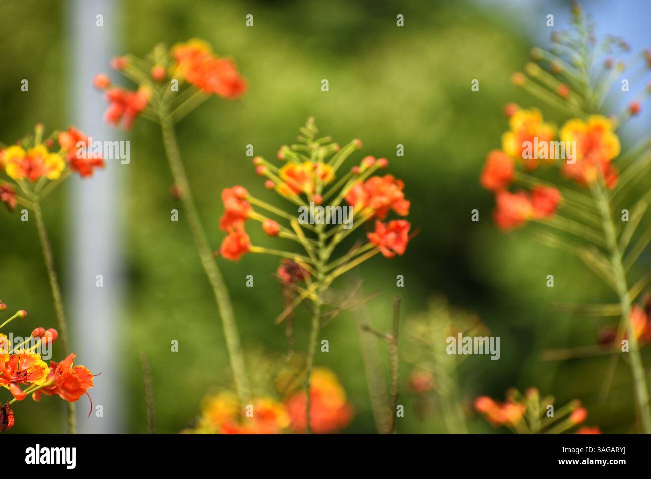 Caesalpinia Pulcherrima Flowers Blooming on Green Leaves Background ...
