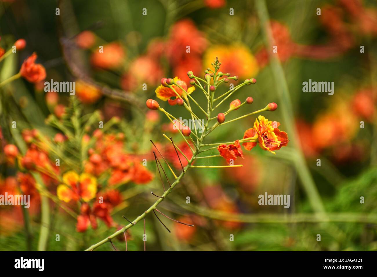 Caesalpinia Pulcherrima Flowers Blooming on Green Leaves Background ...