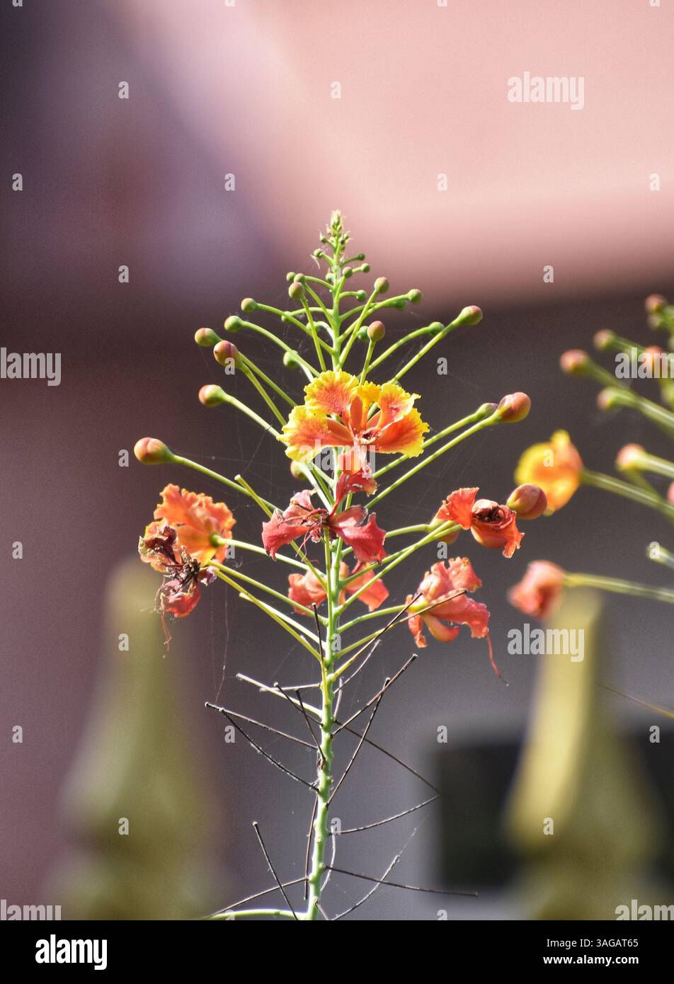 Caesalpinia Pulcherrima Flowers Blooming on Green Leaves Background ...