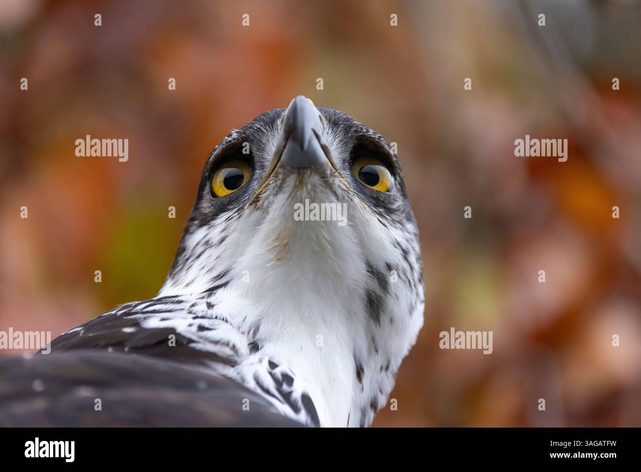 African hawk eagle hieraaetus spilogaster adult hi-res stock ...