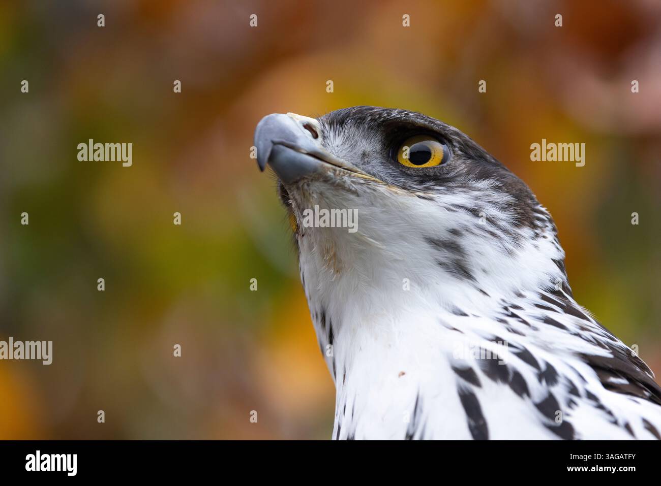African hawk eagle hieraaetus spilogaster adult hi-res stock ...