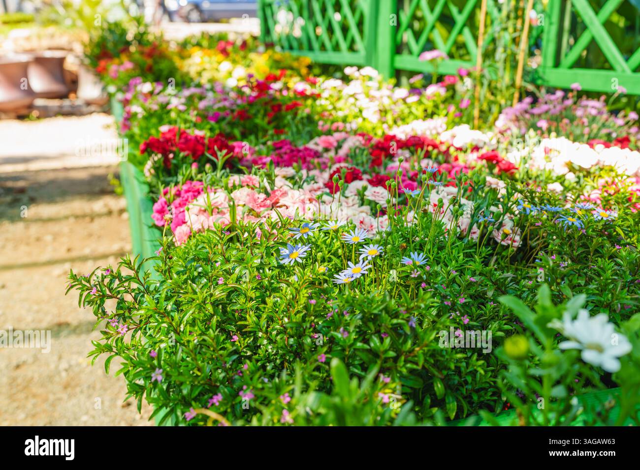 Colorful spring flowers in full bloom on display at the garden center ...