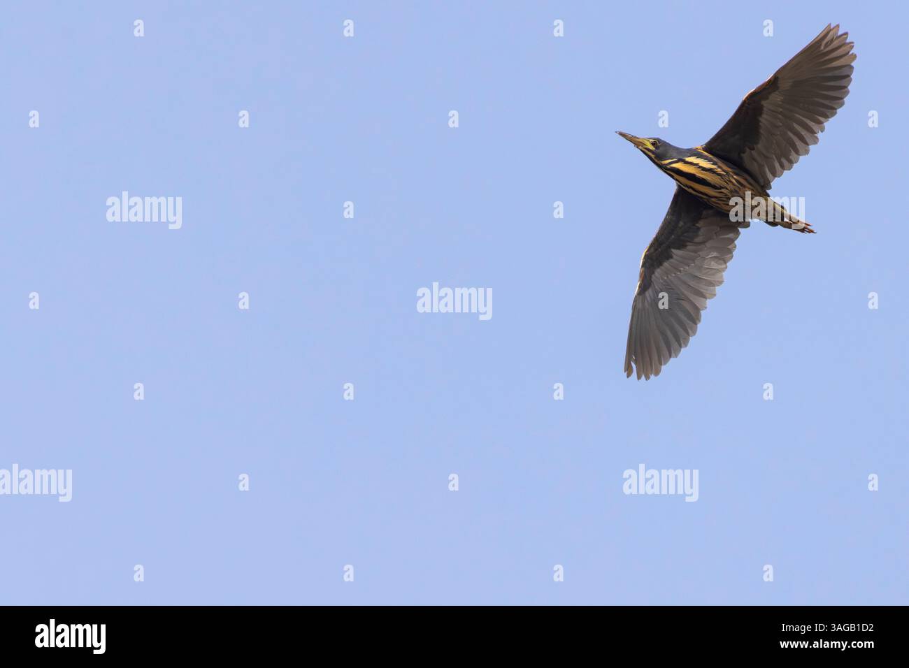 Dwarf bittern Ixobrychus sturmii, adult in flight, Forêt de Sangako ...