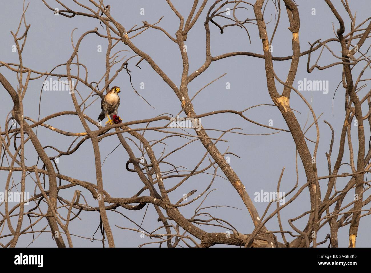 Red-necked falcon Falco chicquera, adult feeding on prey in tree, Forêt ...