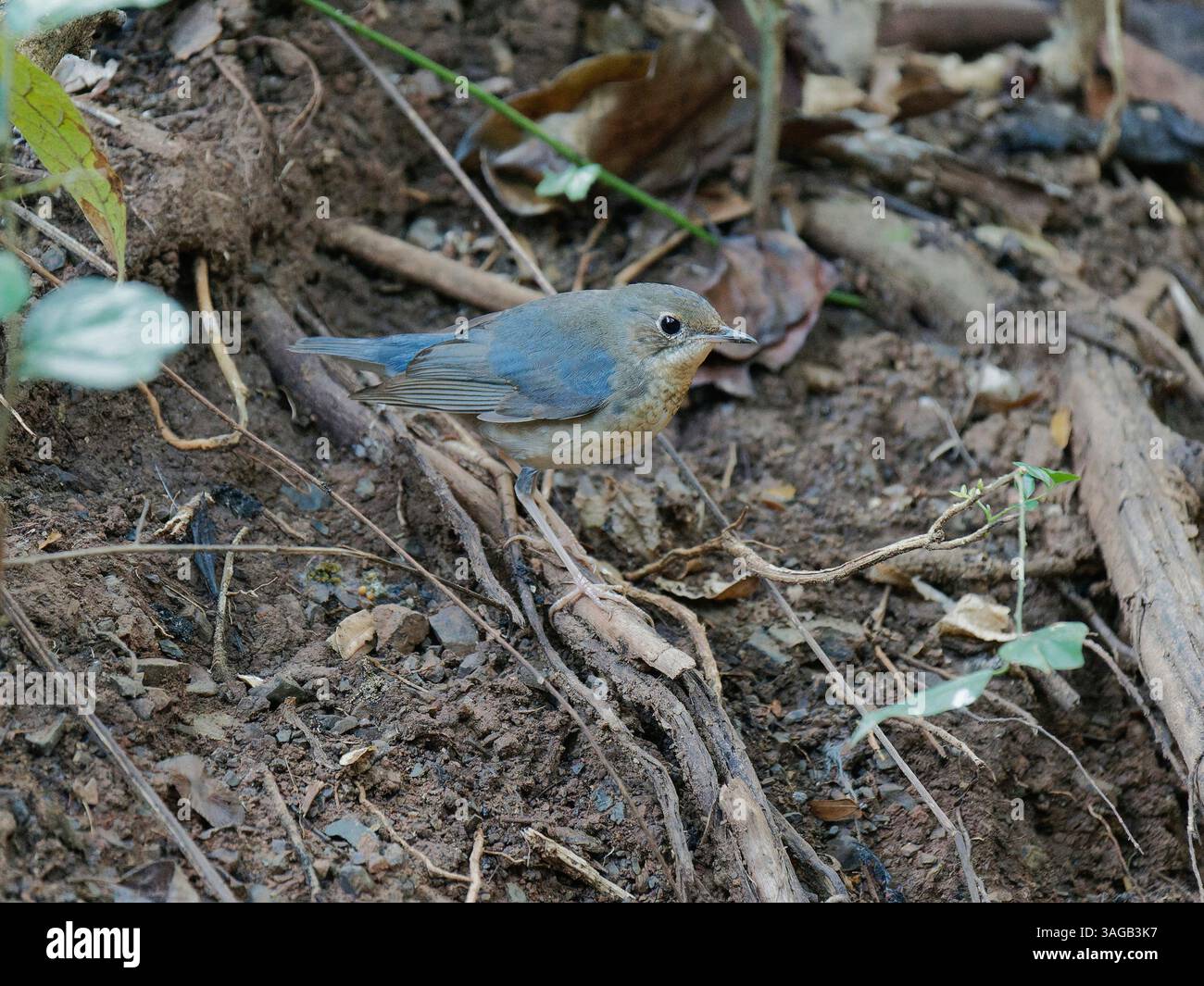 Siberian Blue Robin Stock Photo - Alamy