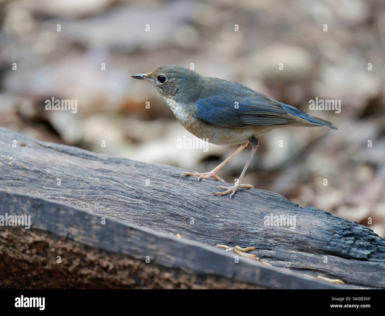 Siberian Blue Robin Stock Photo - Alamy