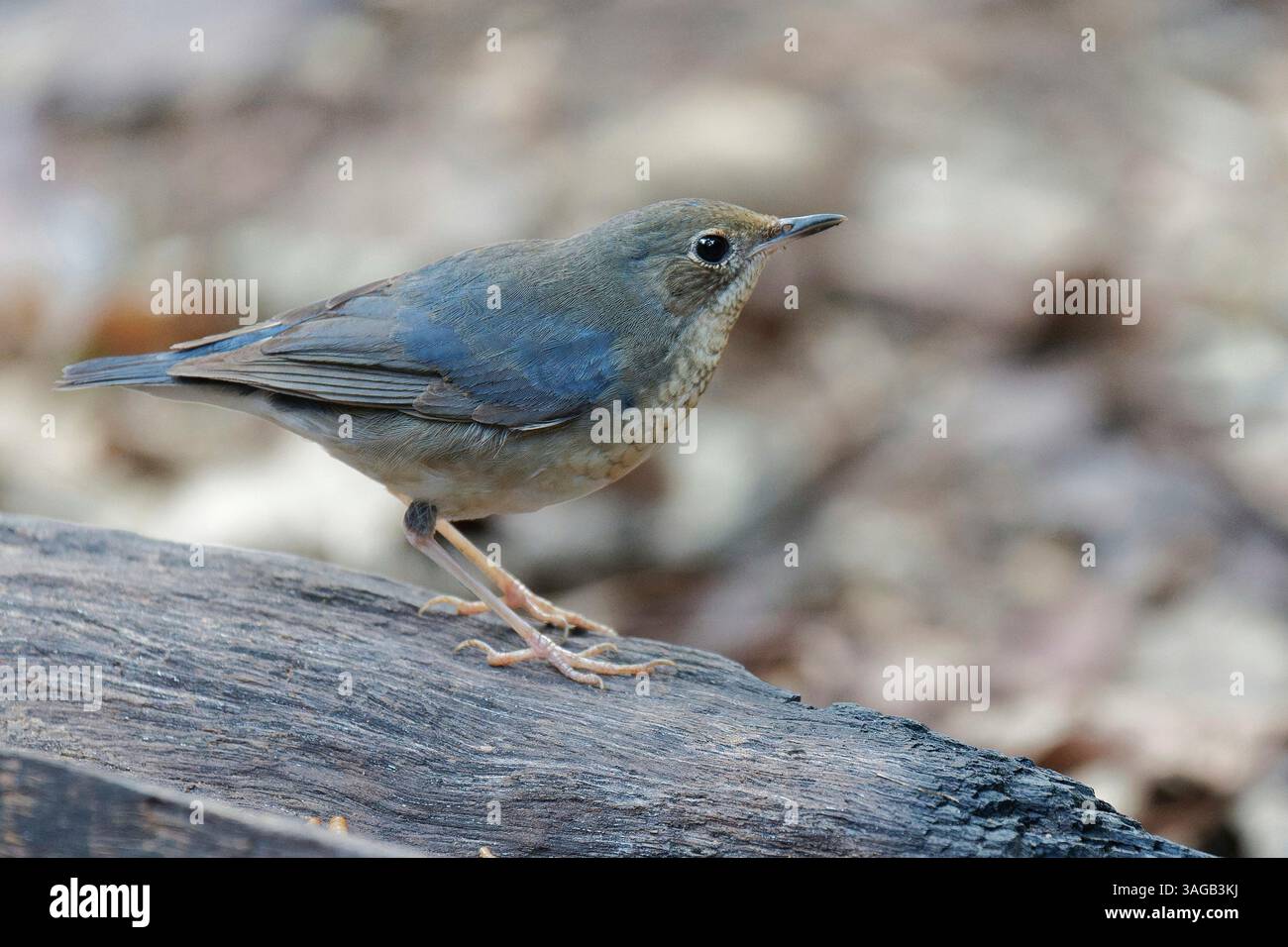 Siberian Blue Robin Stock Photo - Alamy