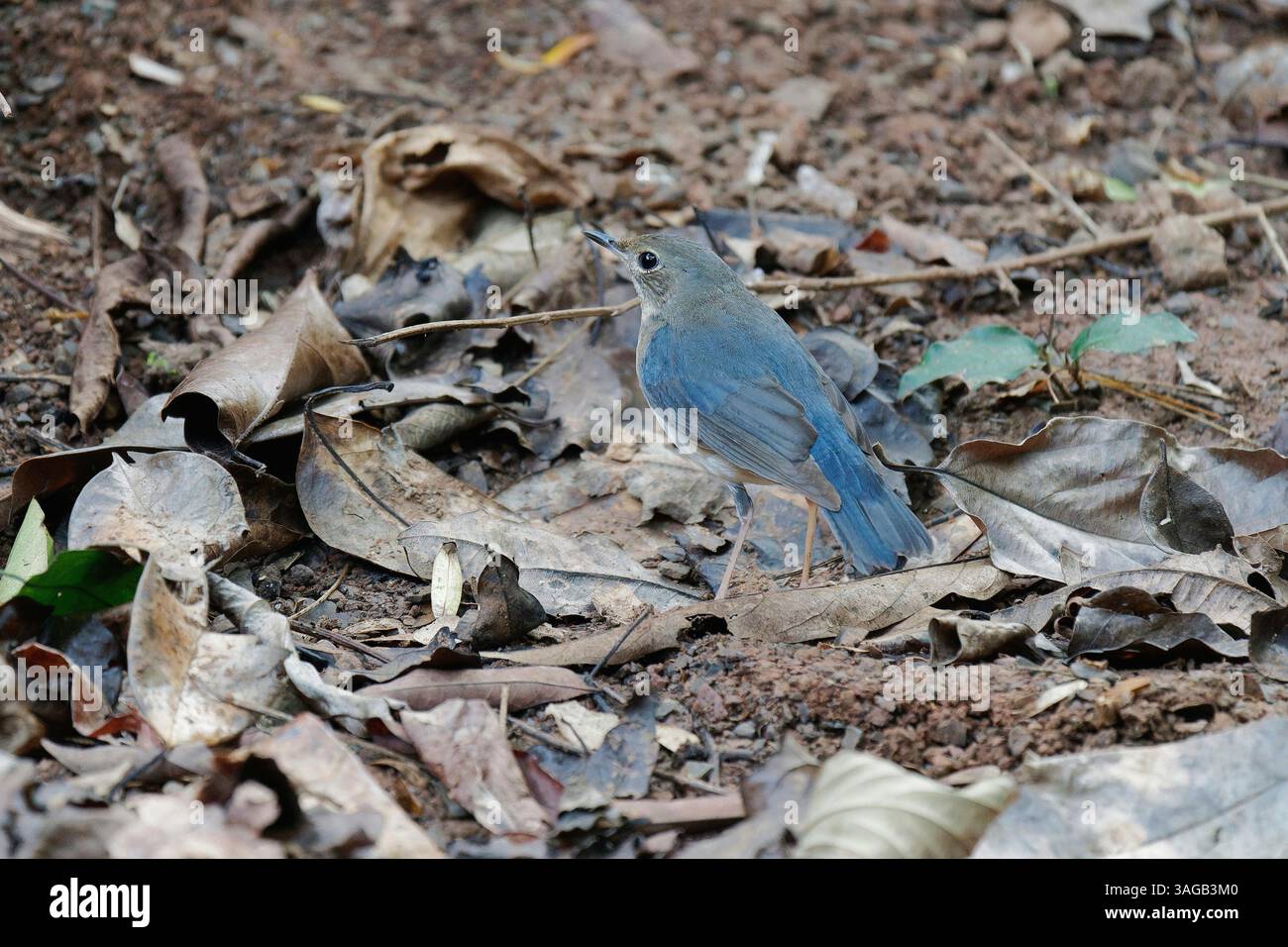 Siberian Blue Robin Stock Photo - Alamy