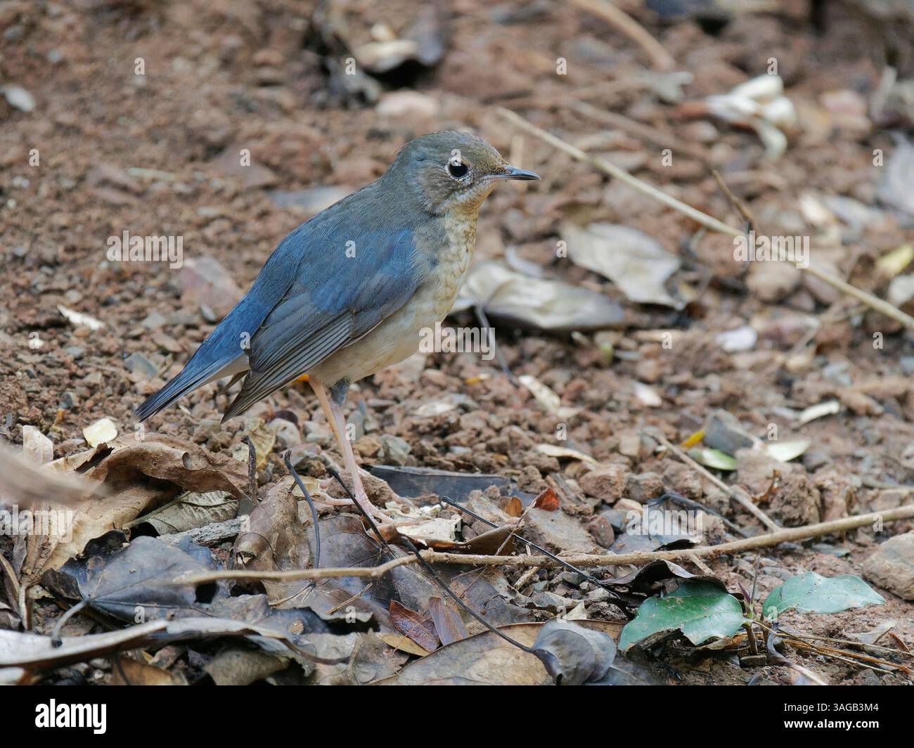 Siberian Blue Robin Stock Photo - Alamy