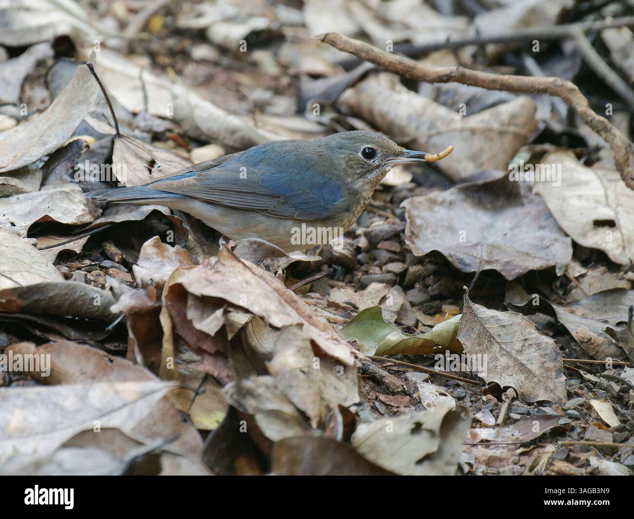 Siberian Blue Robin Stock Photo - Alamy