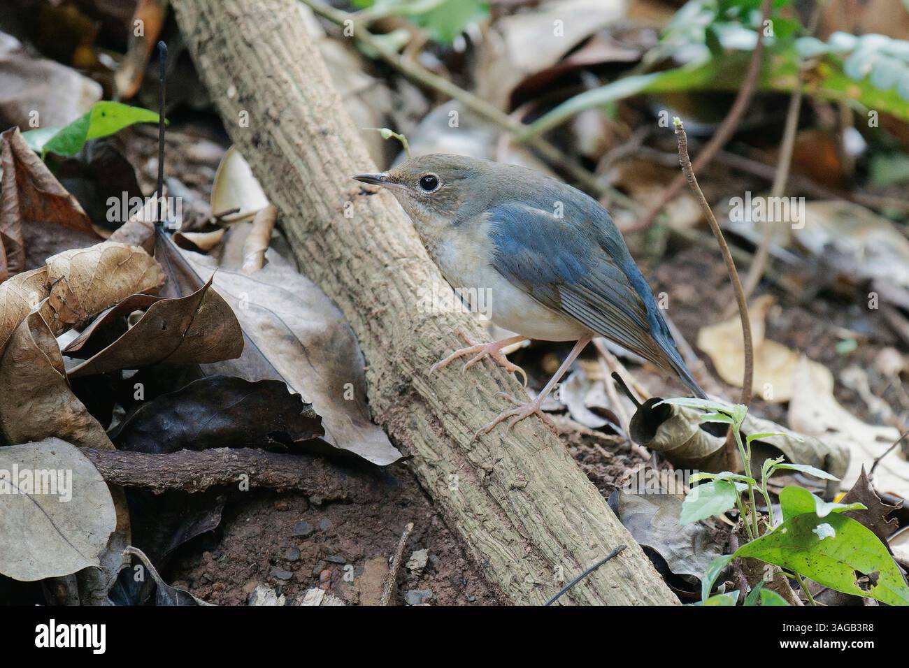 Siberian Blue Robin Stock Photo - Alamy
