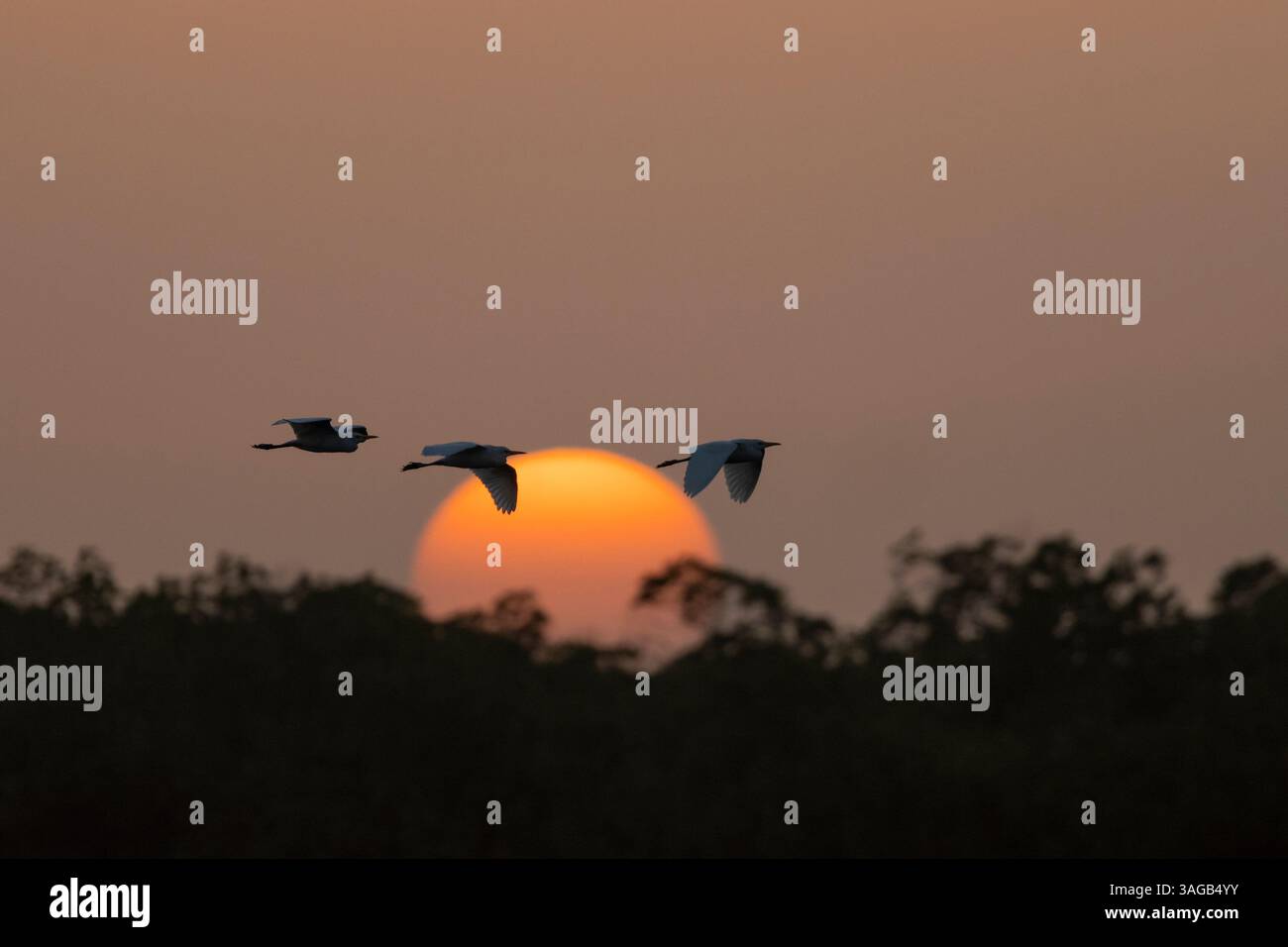 Western cattle egret Bubulcus ibis, flock in flight at sunset, Keur ...