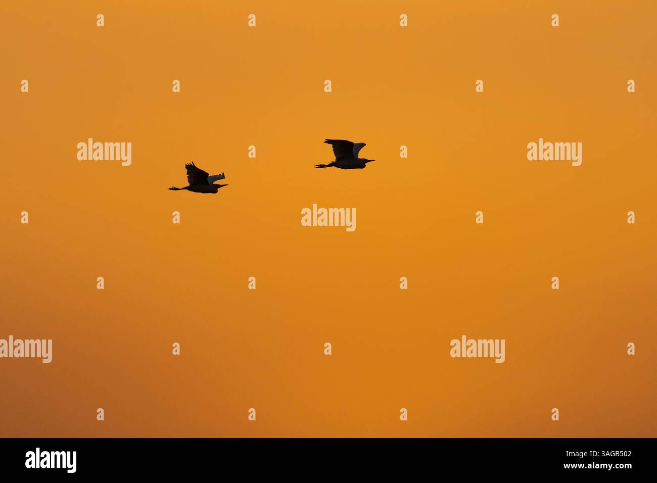 Western cattle egret Bubulcus ibis, flock in flight at sunset, Keur ...