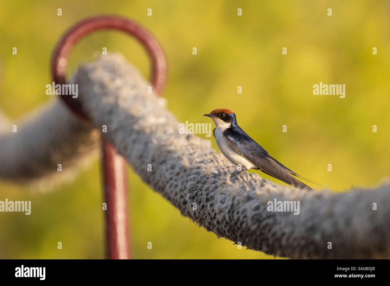 Wire-tailed swallow Hirundo smithii, adult perched on rope, Keur Saloum ...