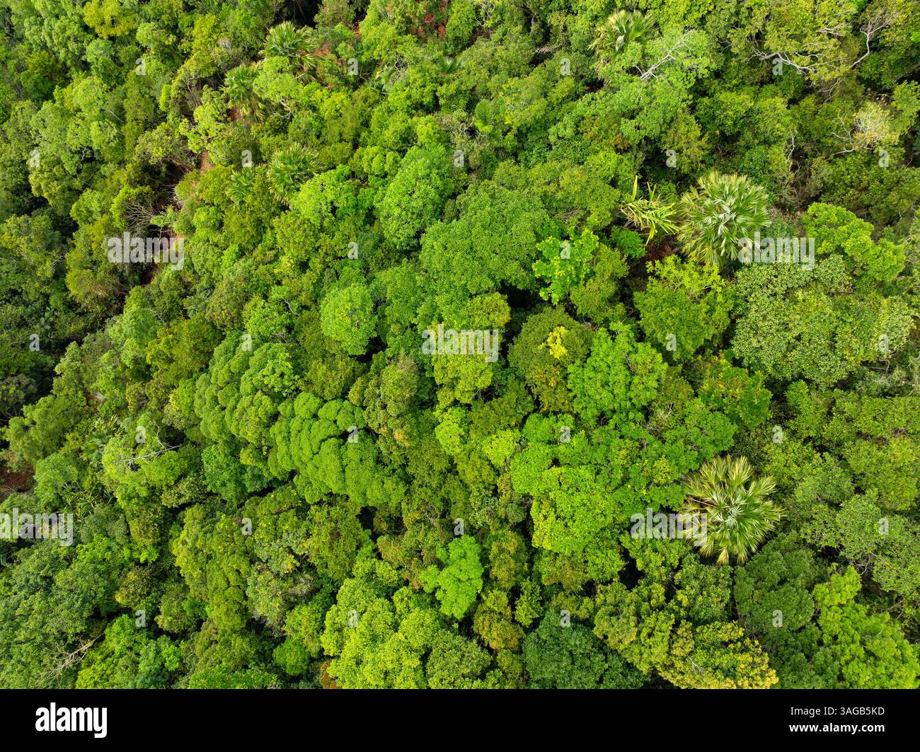 Aerial view nature abundant forest trees,Top view Forest ecosystem ...