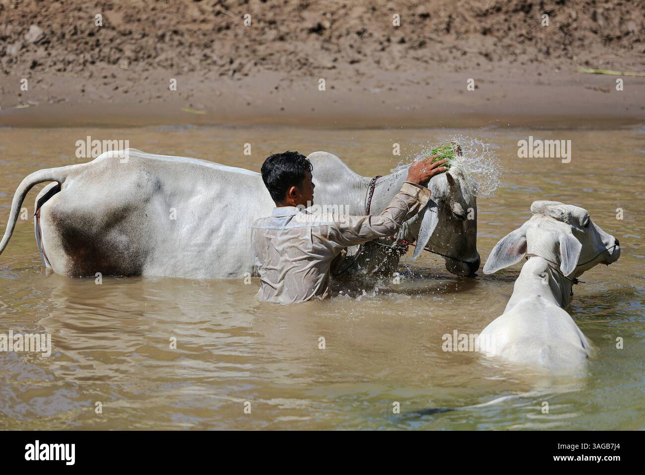 Draught oxen hi-res stock photography and images - Alamy