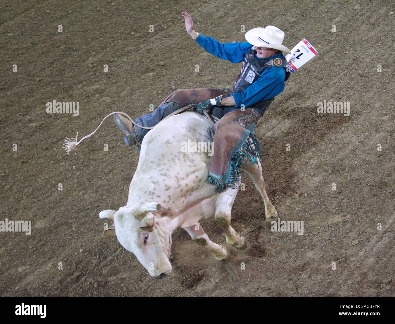 White_wolf hi-res stock photography and images - Alamy