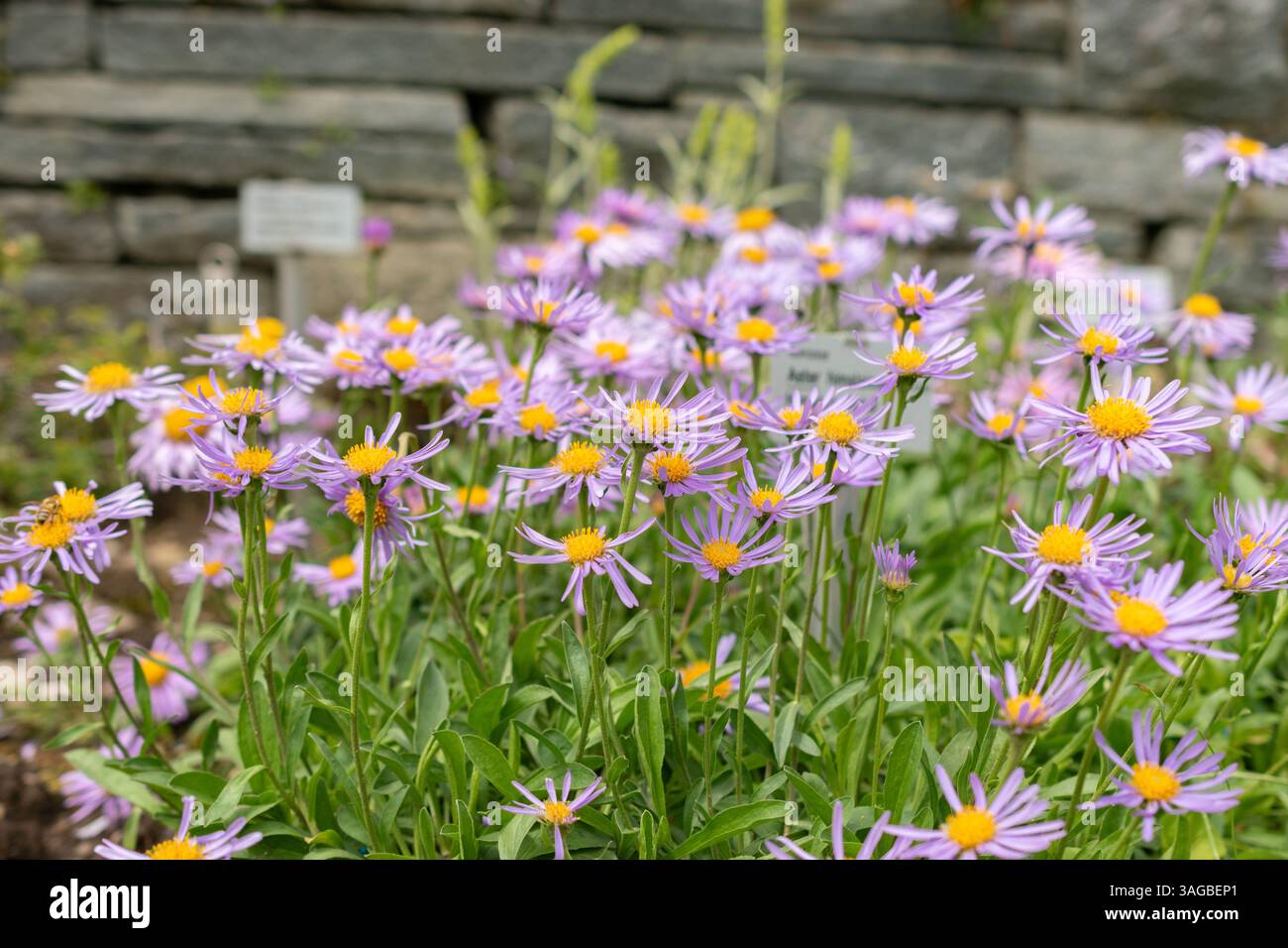 Himalaicus hi-res stock photography and images - Alamy