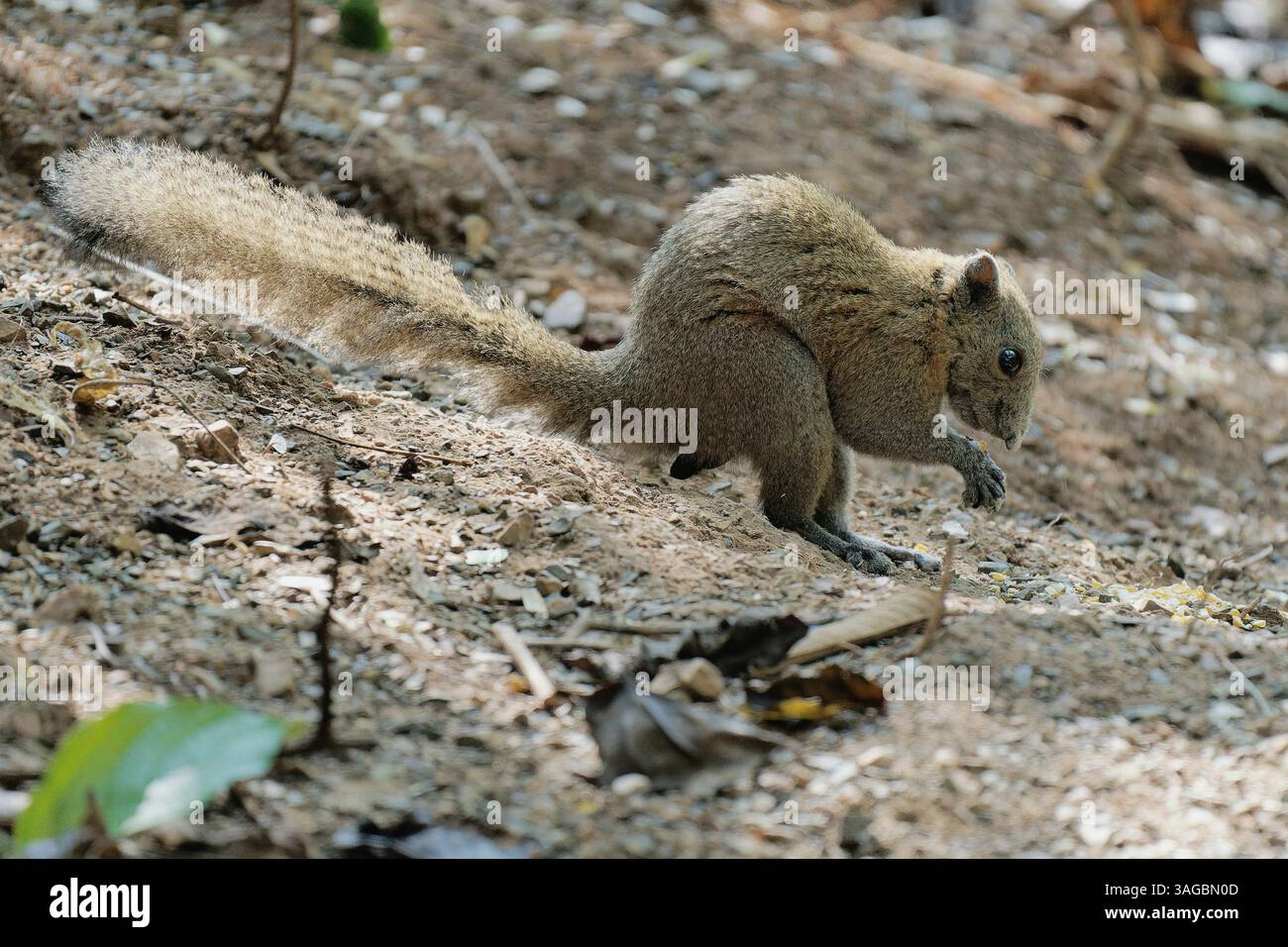 Northern mammal hi-res stock photography and images - Alamy