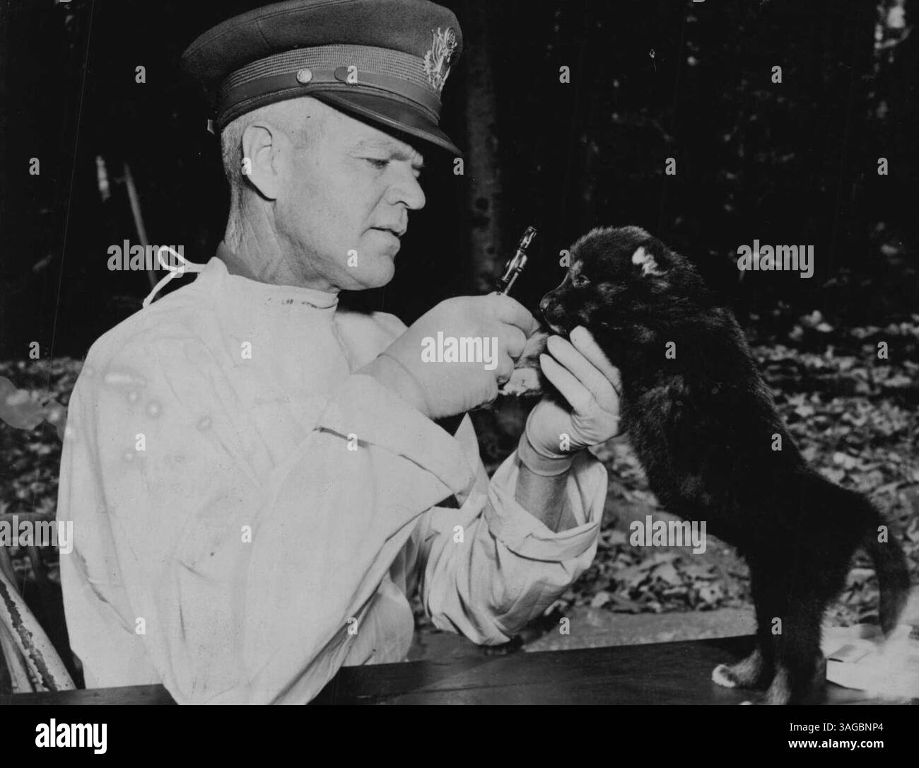 Dogs (Army) - Australian Military. January 9, 1943. (Photo by U.S ...