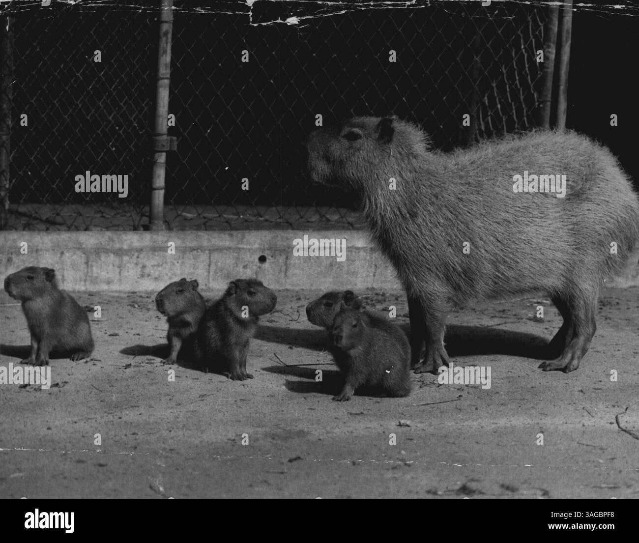 Zoo Quins. -- The Quintuplets shown here with their mother are the ...