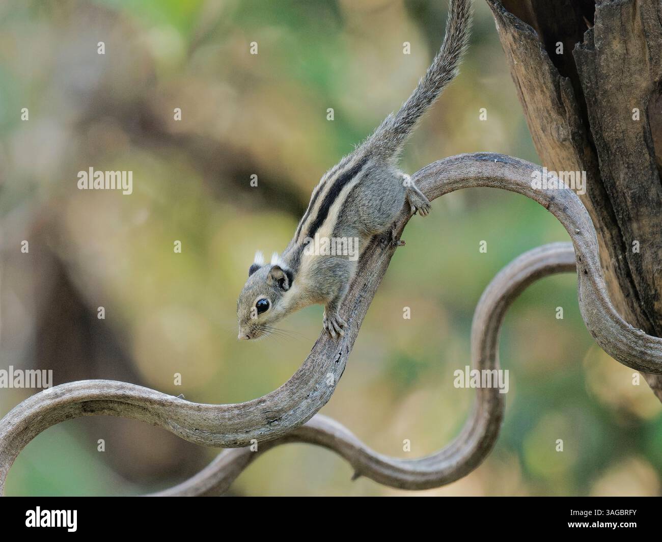 Southern Asian Striped Squirrel Stock Photo - Alamy