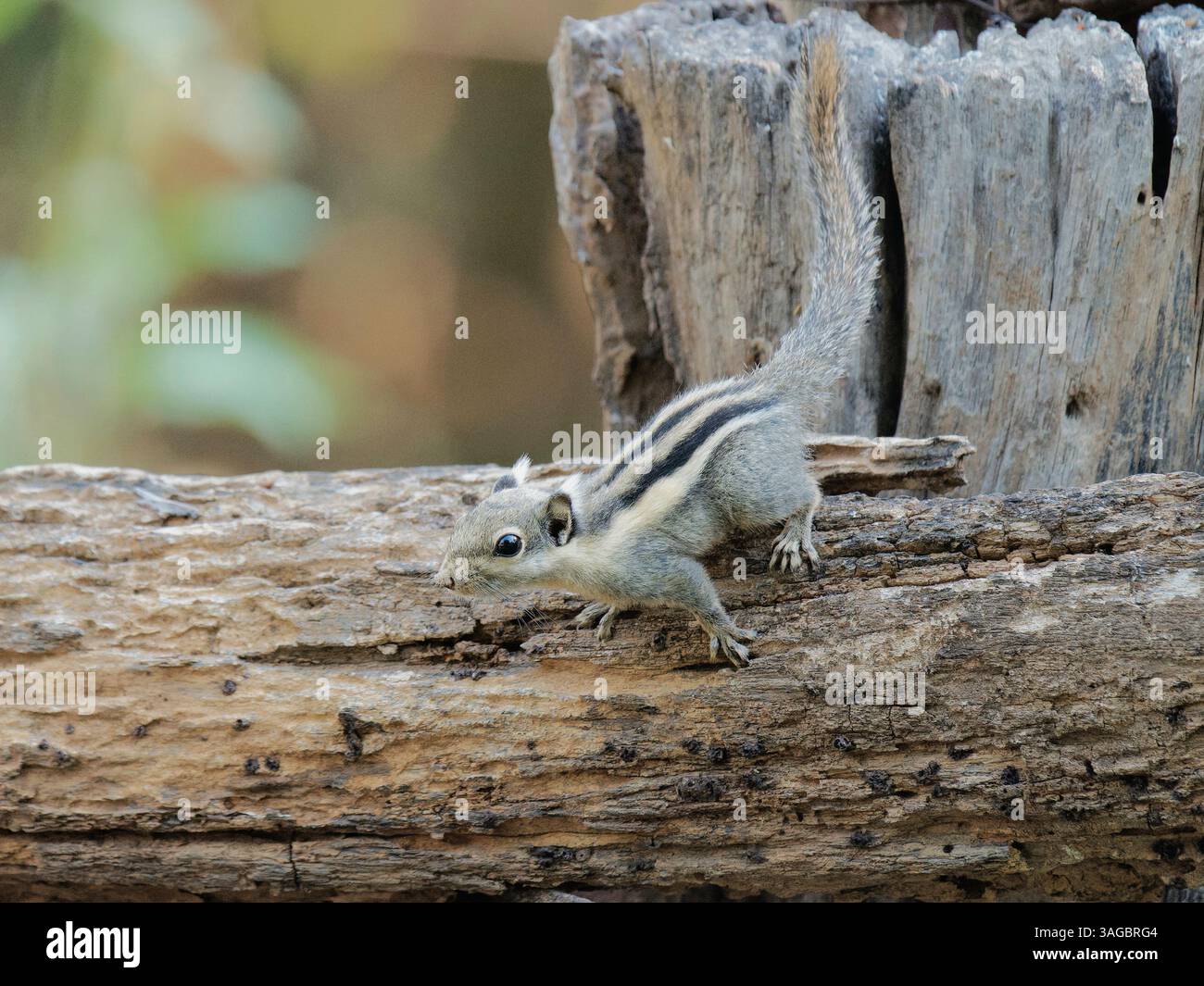 Southern Asian Striped Squirrel Stock Photo - Alamy